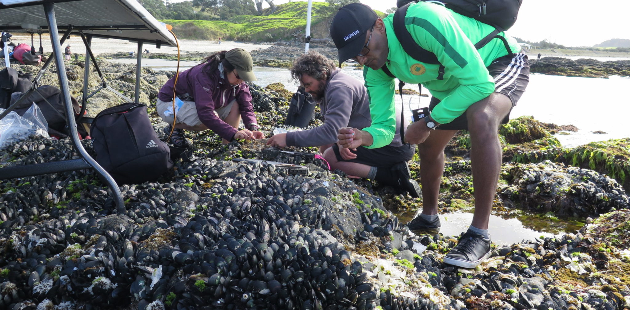 Understanding habitat features of native mussel reefs - Marine ...