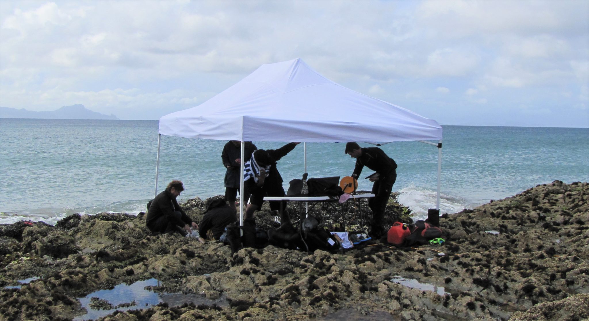 Understanding habitat features of native mussel reefs - Marine ...