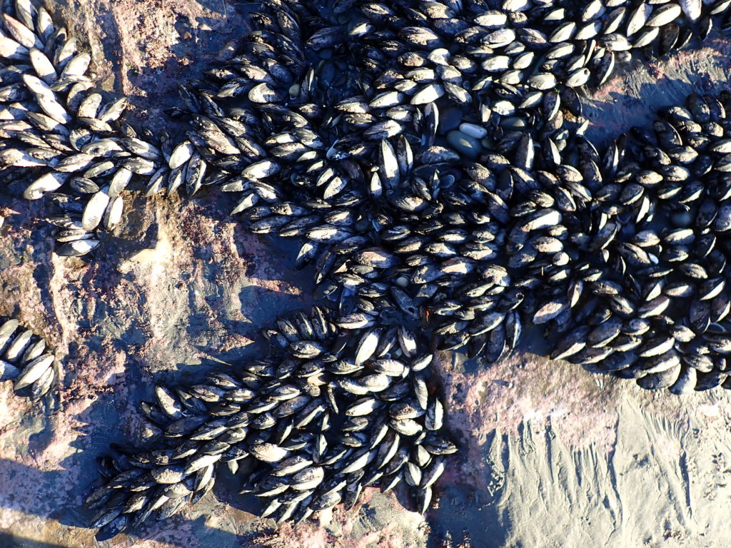 Where do mussels like to call home? - Marine Biosecurity Toolbox