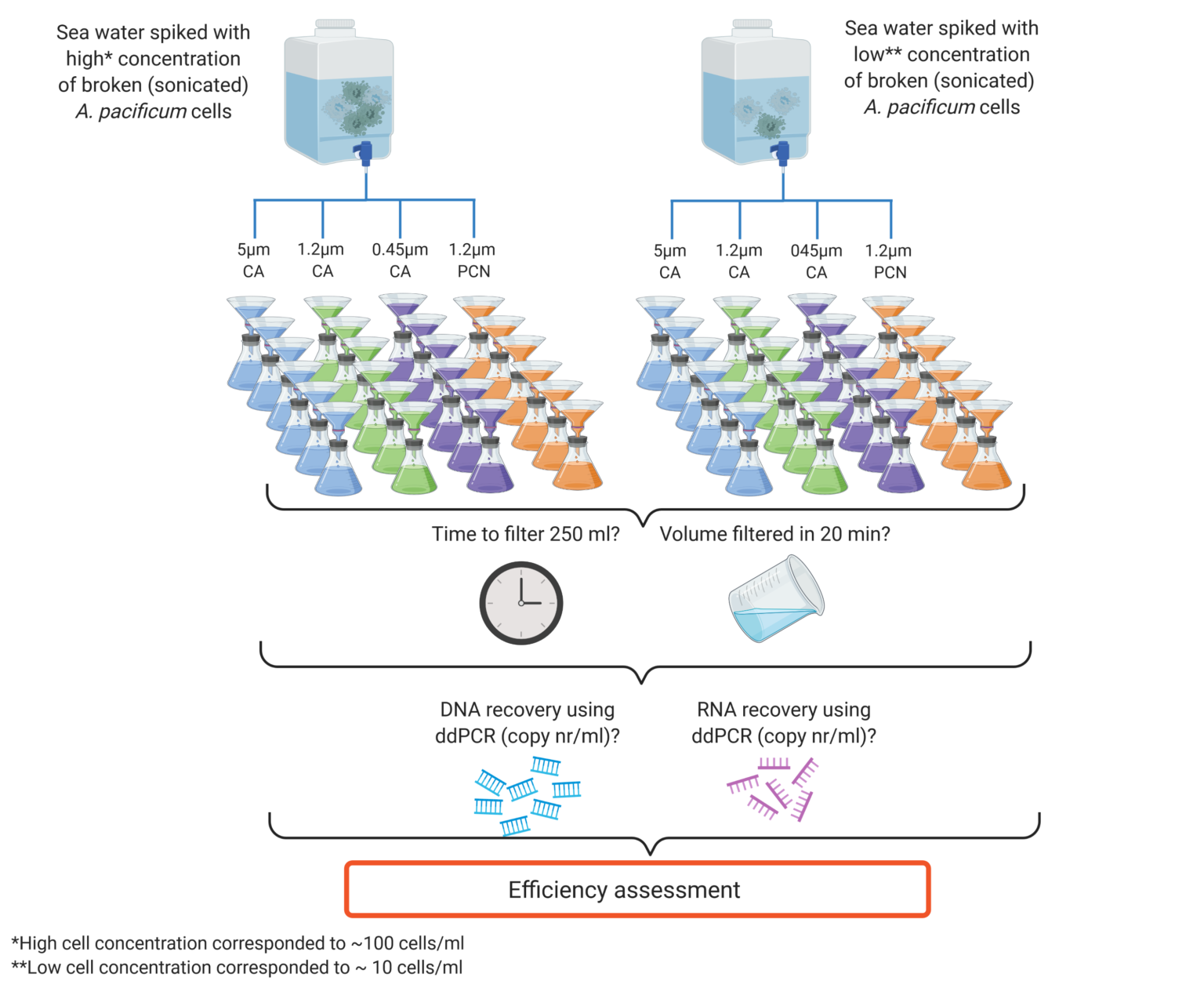 Experimental insights on effective eDNA/eRNA capture from seawater ...