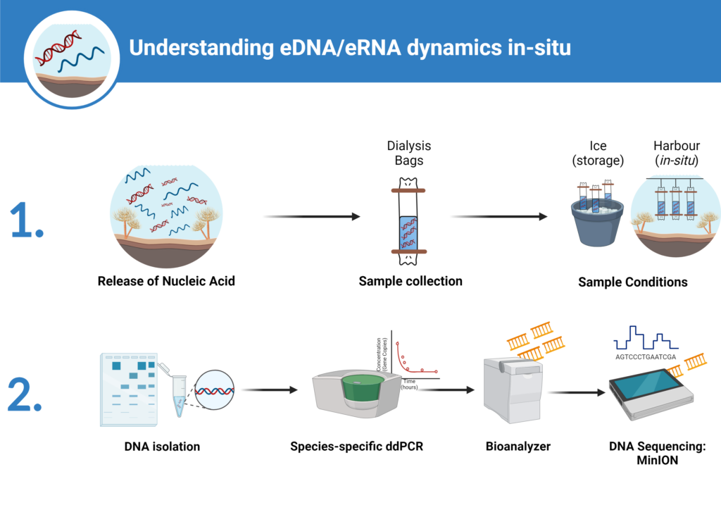 Environmental DNA–RNA dynamics provide insights for effective ...